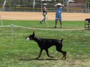 Obedience Classes - West Los Angeles Obedience Training Club
